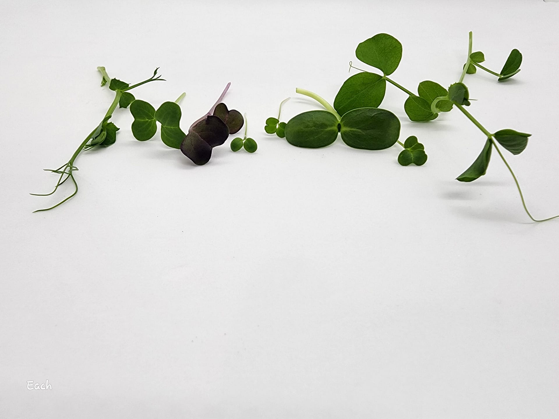 Ari Acres' Micro Salad - Ari Acres Microgreens