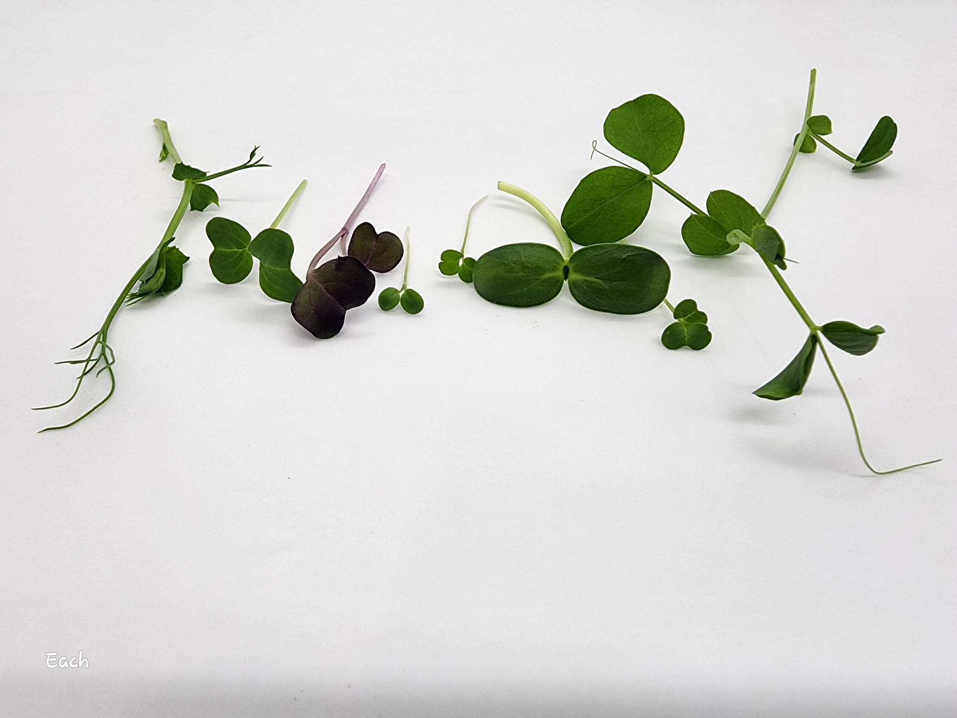 Ari Acres' Micro Salad - Ari Acres Microgreens