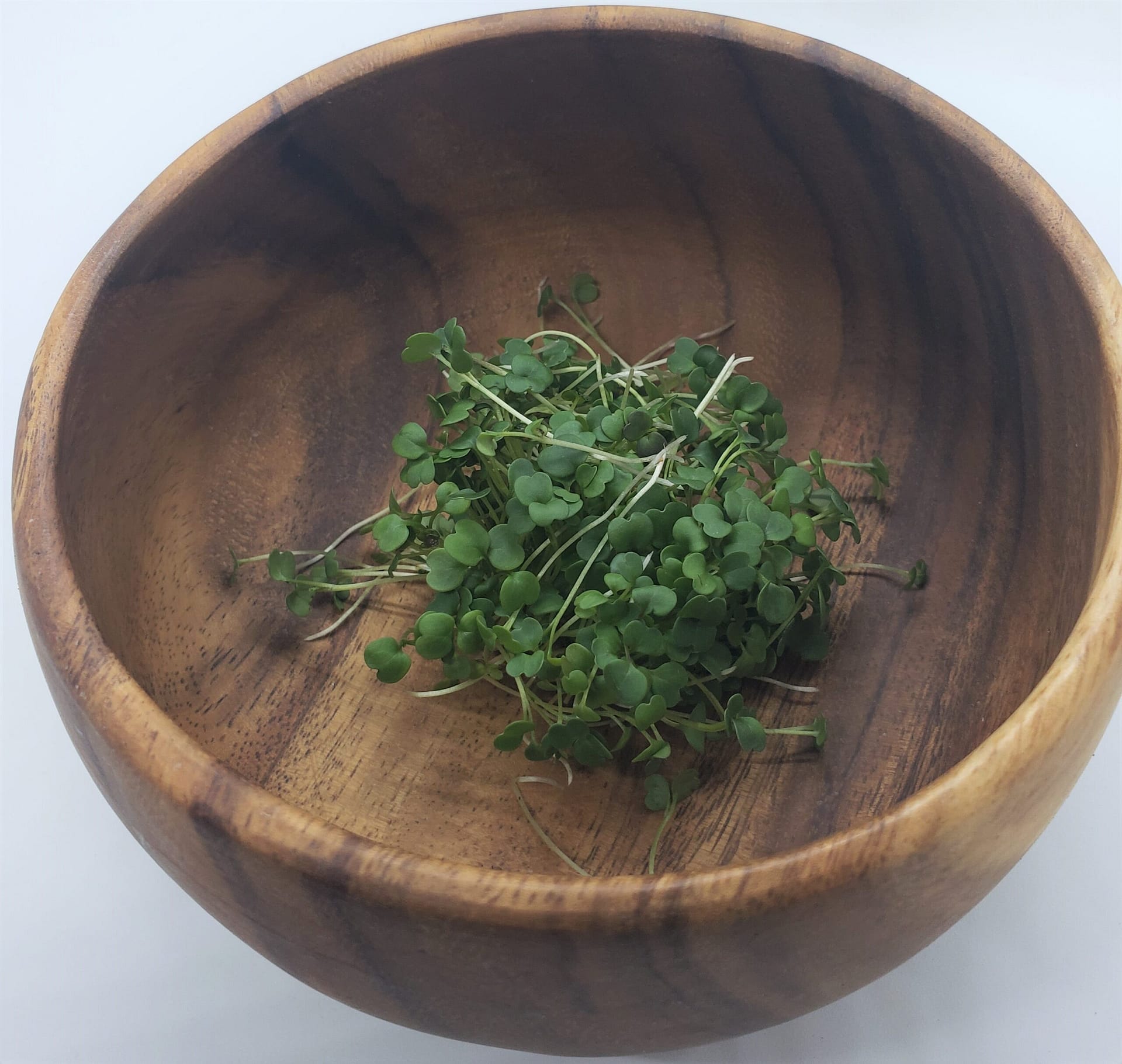 Arugula Microgreens - Ari Acres Microgreens